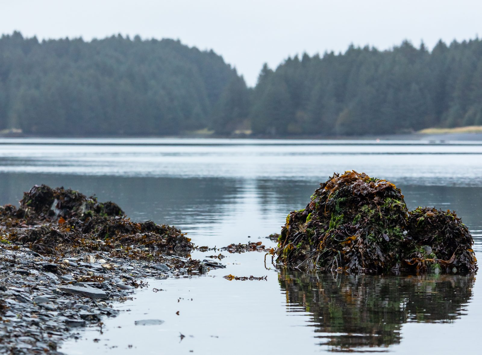 Airtable Database - Alaska Mariculture Cluster