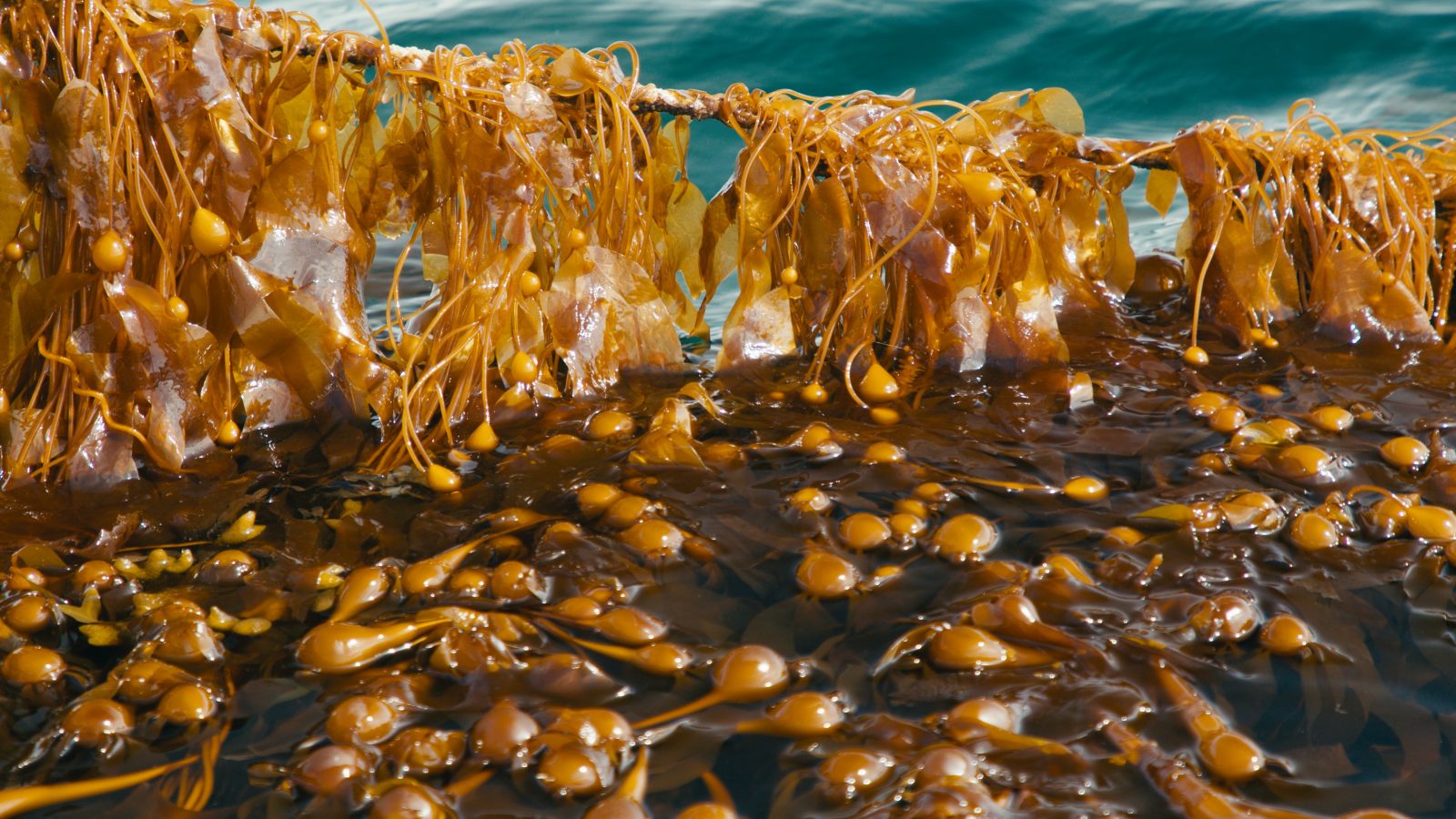 Seaweed Tissue Analysis - Alaska Mariculture Cluster